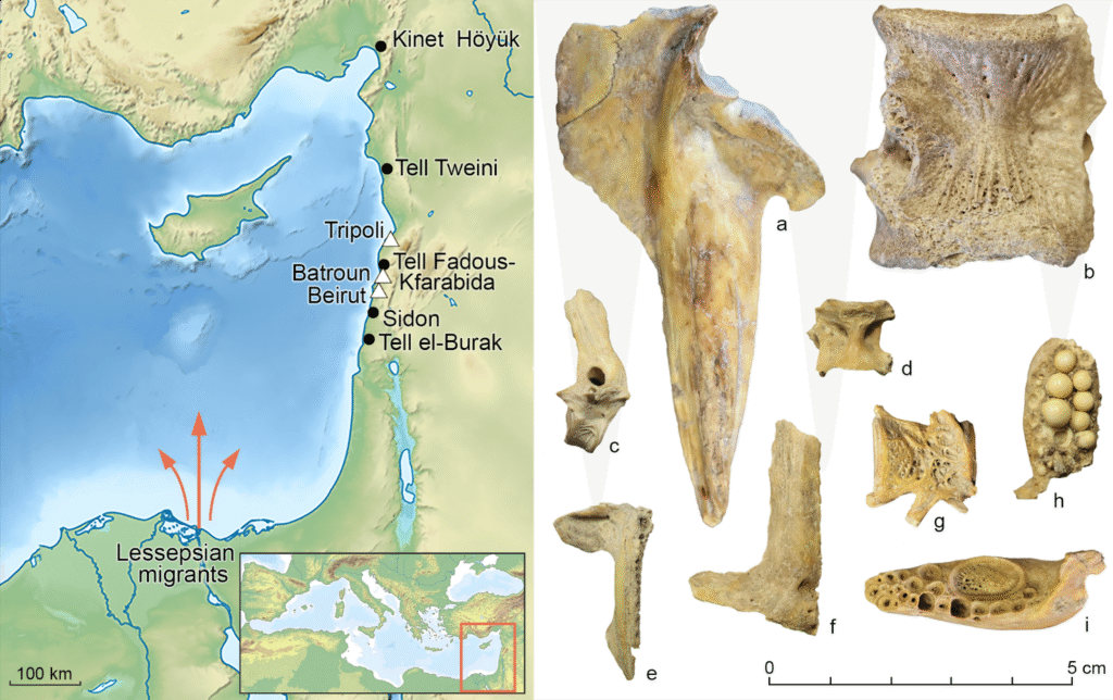 Ancient Isotopes Reveal Pre-Lessepsian Invasions and Recent Overfishing ...